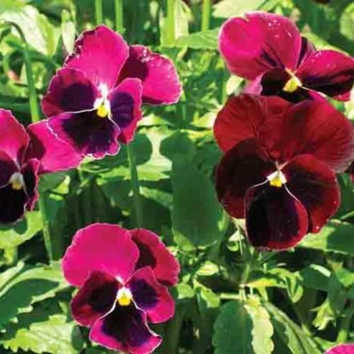 Pansy (Viola x wittrockiana 'Laura') in the Violas Database - Garden.org