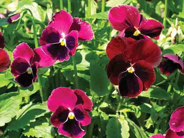 Pansy (Viola x wittrockiana 'Laura') in the Violas Database - Garden.org