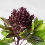 Photo of the bloom of Basil (Ocimum basilicum 'Cardinal') posted by ...