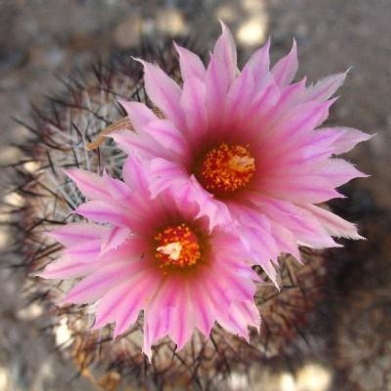 Photo of the bloom of Cushion Foxtail Cactus (Pelecyphora alversonii ...