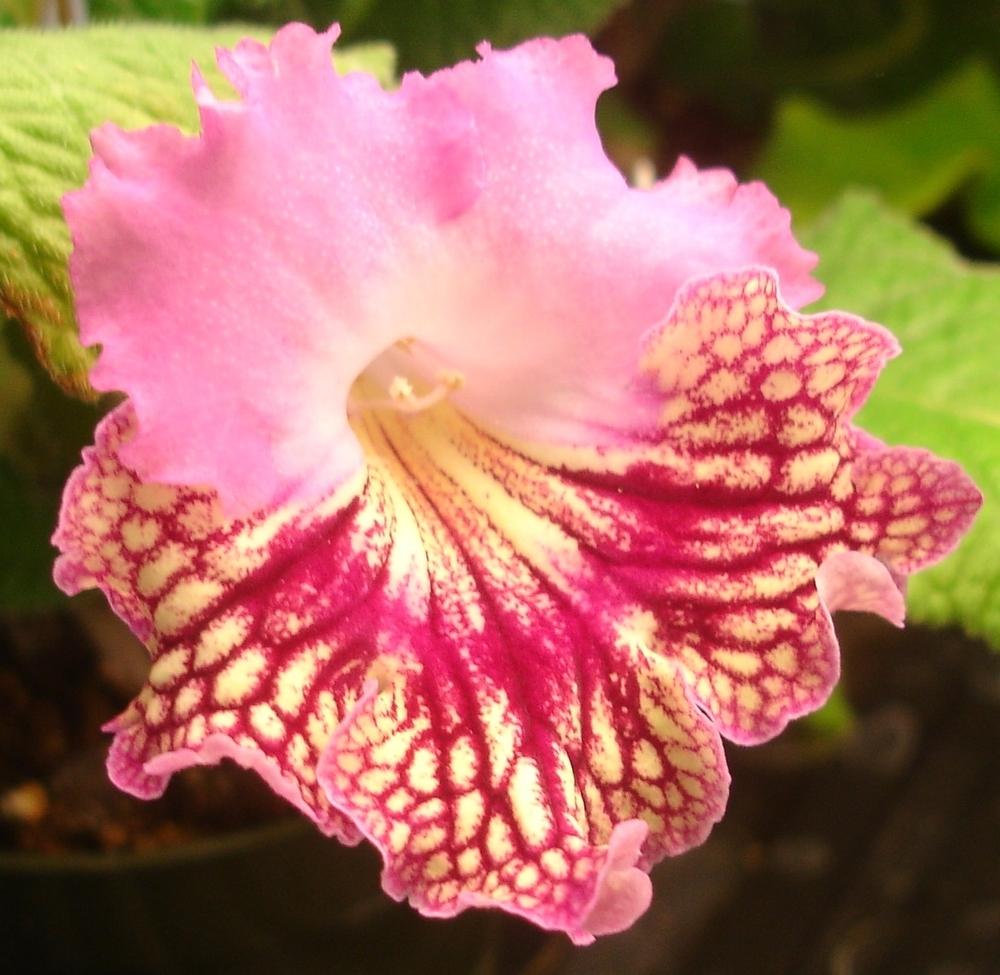 Cape Primroses: Plant Care and Collection of Varieties - Garden.org