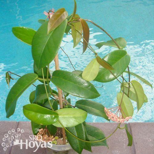 Photo of the entire plant of Wax Plant (Hoya subcalva) posted by ...