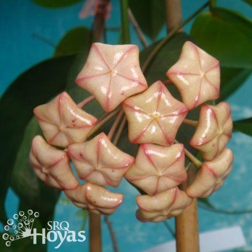 Photo of the bloom of Wax Plant (Hoya subcalva) posted by SRQHoyas ...