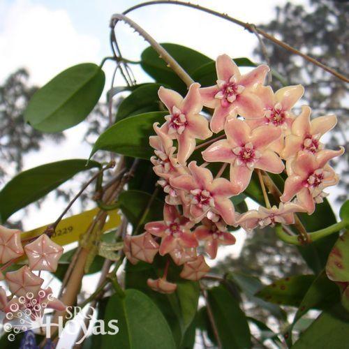 Photo of the bloom of Wax Plant (Hoya subcalva) posted by SRQHoyas ...