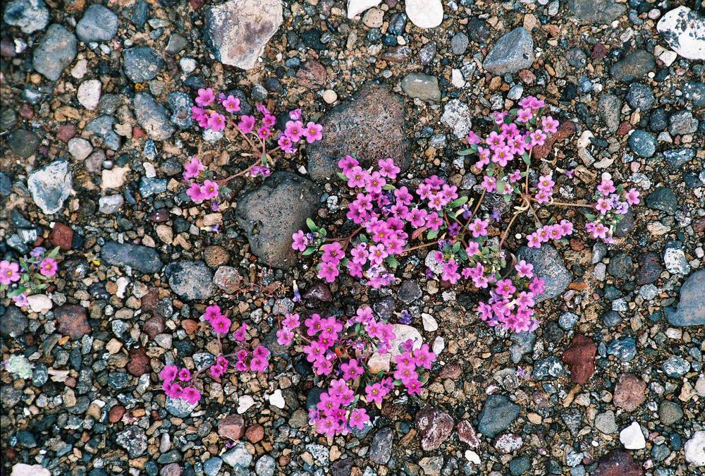 Purple Mat (Nama demissum) - Garden.org