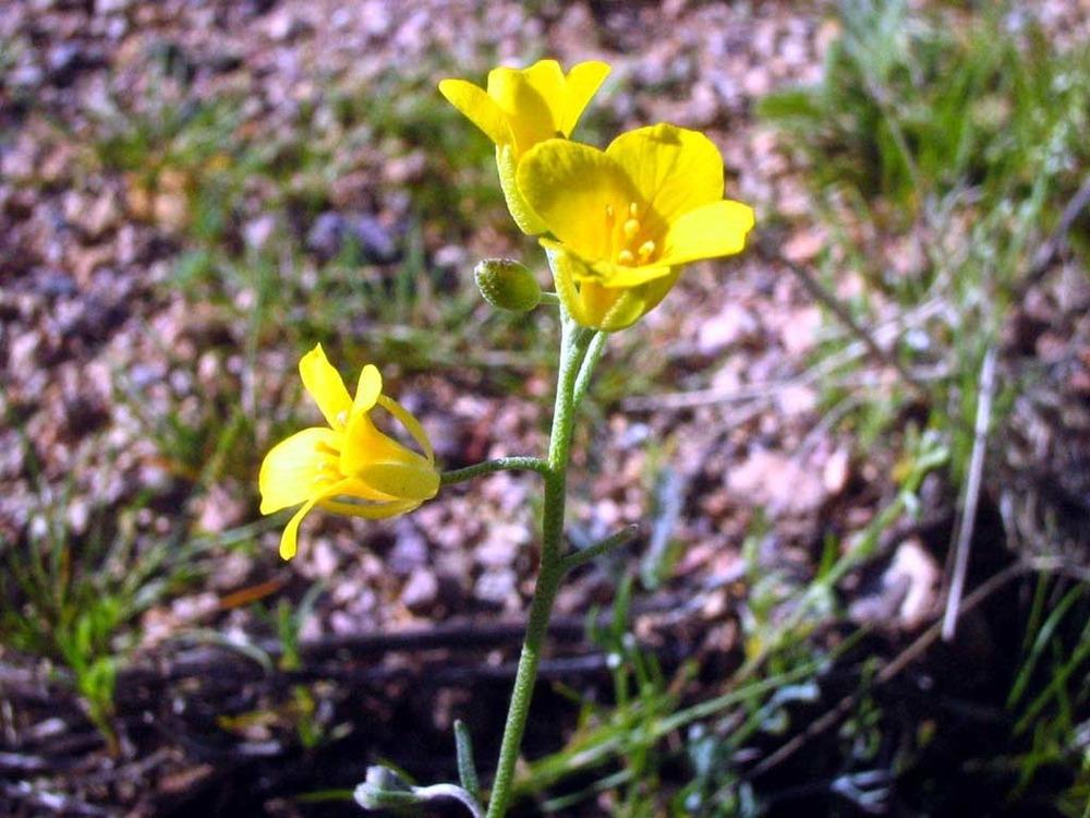 Gordon's Bladderpod (Physaria gordonii) - Garden.org