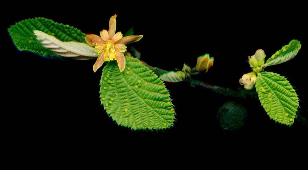 Mallow Raisin (Grewia villosa) - Garden.org
