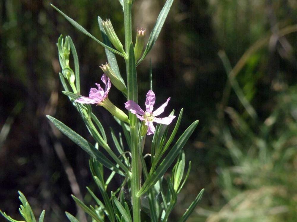 Velvety Gaura (Oenothera curtiflora) in the Oenotheras Database ...
