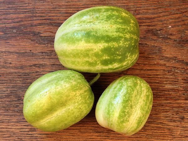 Cucumber (Cucumis sativus 'Richmond River Green Apple') in the ...
