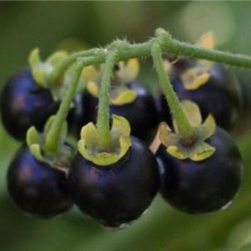 Wonderberry (Solanum retroflexum) - Garden.org