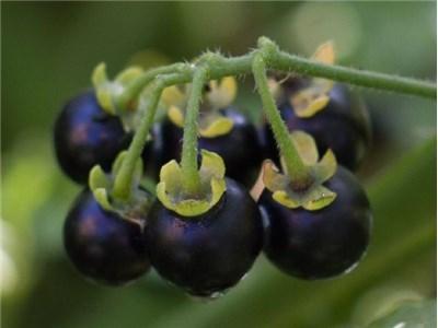 Wonderberry (Solanum retroflexum) - Garden.org
