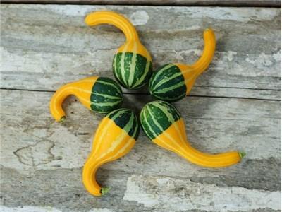 Gourd (Cucurbita pepo 'Small Spoon') in the Gourds, Squashes and ...
