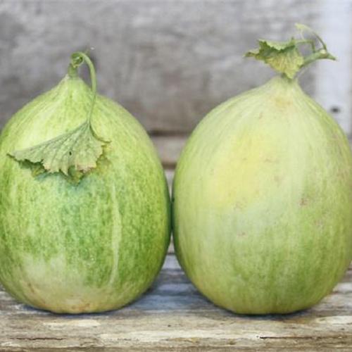Crenshaw Melon (Cucumis melo var. inodorus 'Crenshaw Blanco') - Garden.org