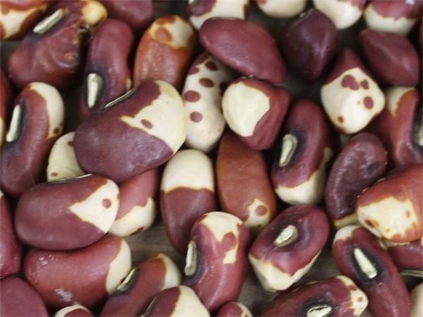 Cow Pea (Vigna unguiculata 'Turkey Craw Crowder') in the Southern Peas ...