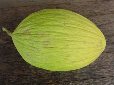 Spanish Melon (Cucumis melo var. inodorus 'Amarillo Oro') - Garden.org