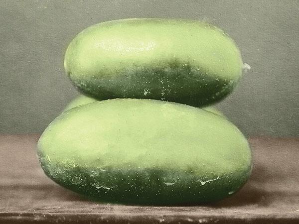 Cucumber (Cucumis sativus 'Early Russian') in the Cucumbers Database ...