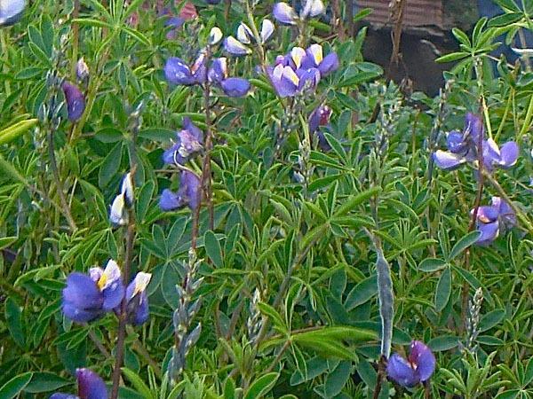 Pearl Lupine (Lupinus mutabilis 'Tarwi Q'ollo') - Garden.org