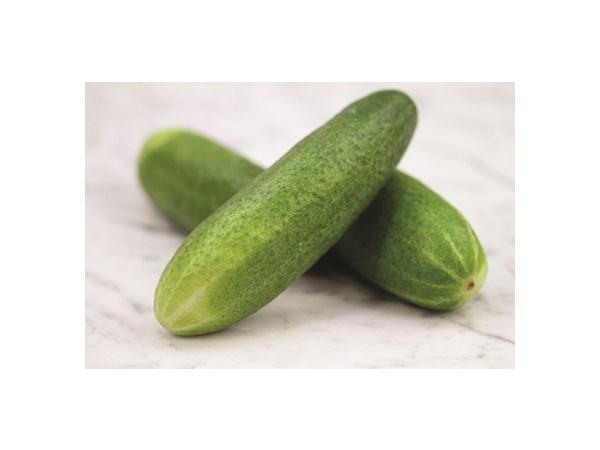 Photo of the fruit of Gherkhin Cucumber (Cucumis sativus 'Parisian ...