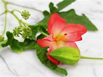 Musk Okra (Abelmoschus moschatus 'Pink Okra') - Garden.org