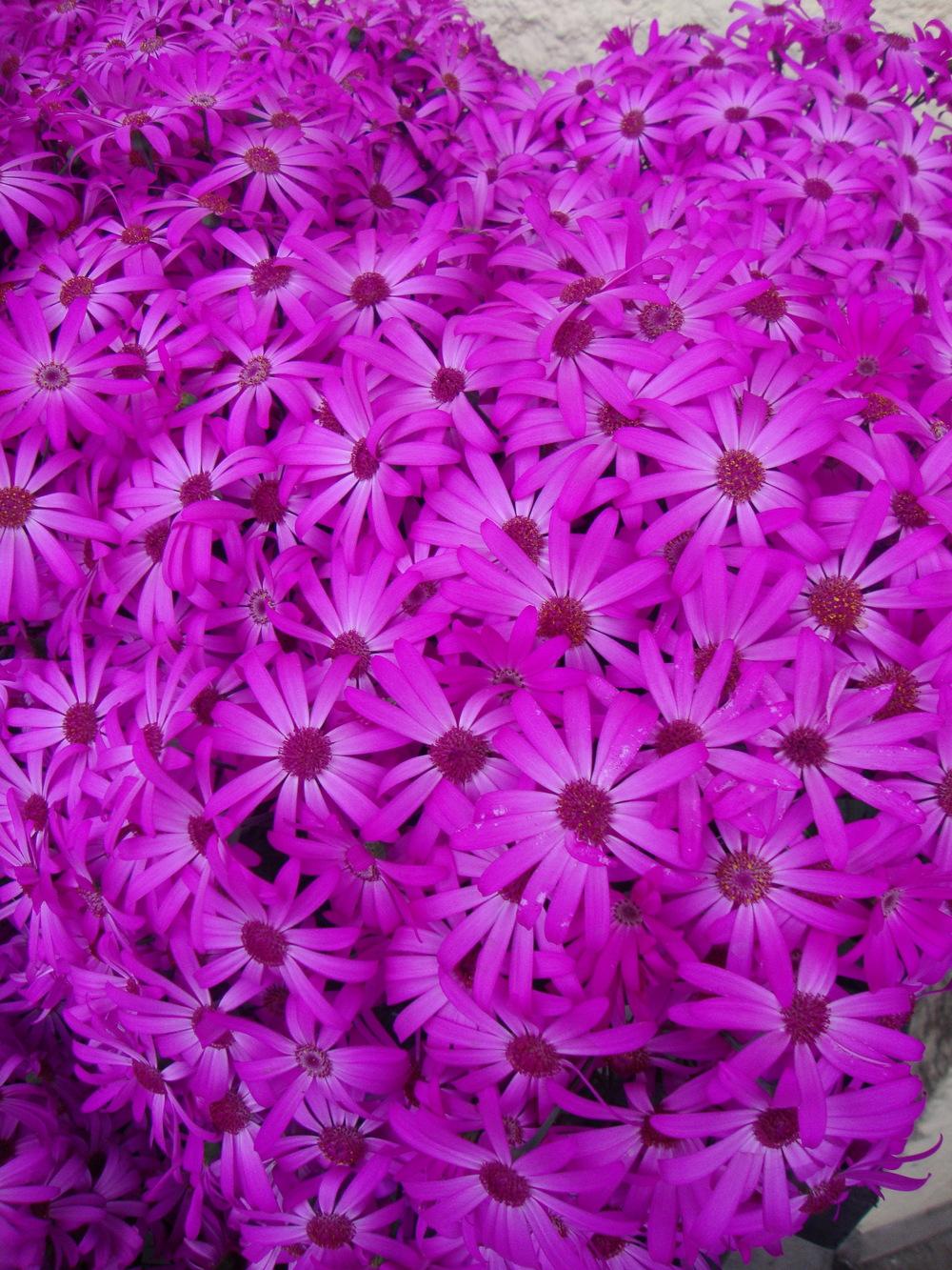 Photo of the bloom of Florist's Cineraria (Pericallis hybrida) posted ...