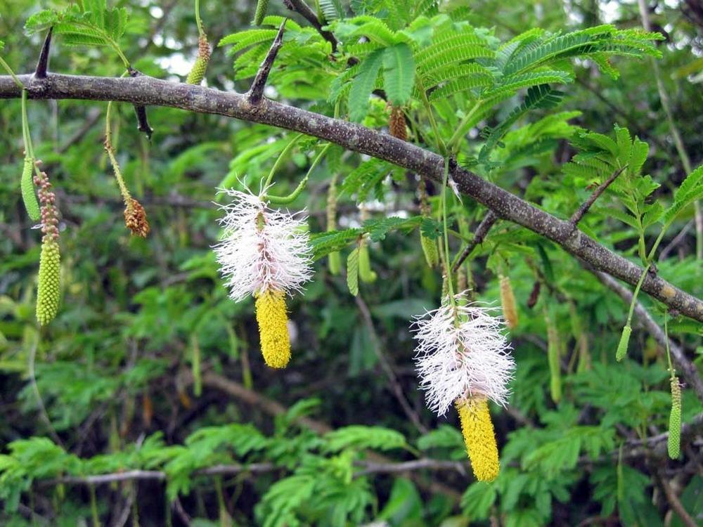 Photo of the thorns, spines, prickles or teeth of Princess Earrings ...