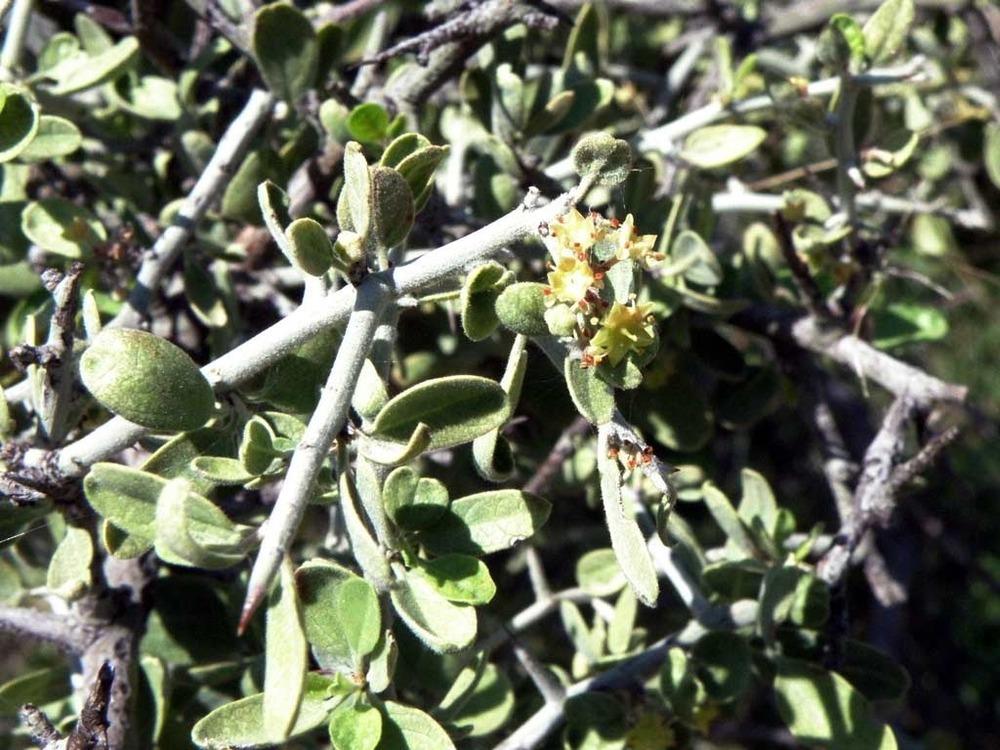 Lotebush (Sarcomphalus obtusifolius) - Garden.org