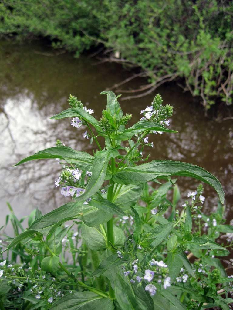 Photo of the stem, scape, stalk or bark of American Speedwell (Veronica ...