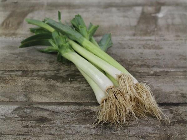 Leeks: Plant Care and Collection of Varieties - Garden.org