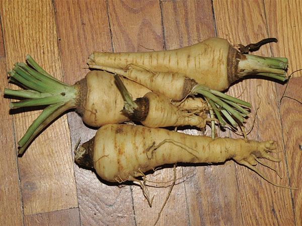 Parsnips: Plant Care and Collection of Varieties - Garden.org