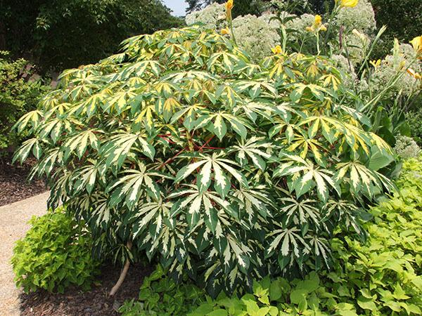 Photo of the entire plant of Variegated Tapioca (Manihot esculenta ...