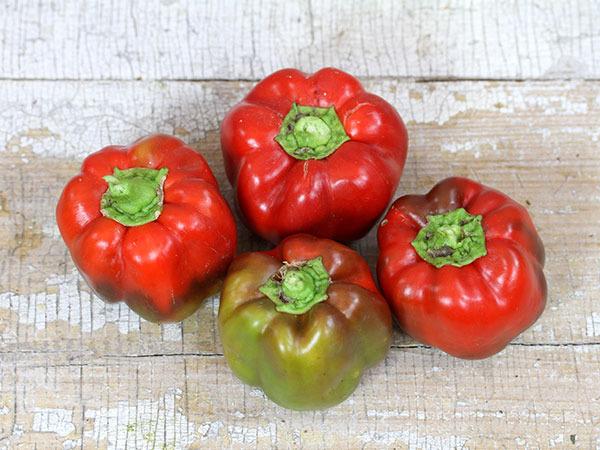Bell Pepper (Capsicum annuum 'Charleston Belle') in the Peppers ...