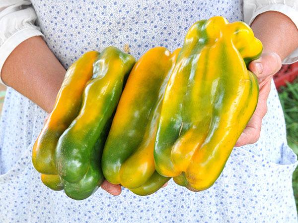 Bell Pepper (Capsicum annuum 'Yellow Monster') in the Peppers Database ...