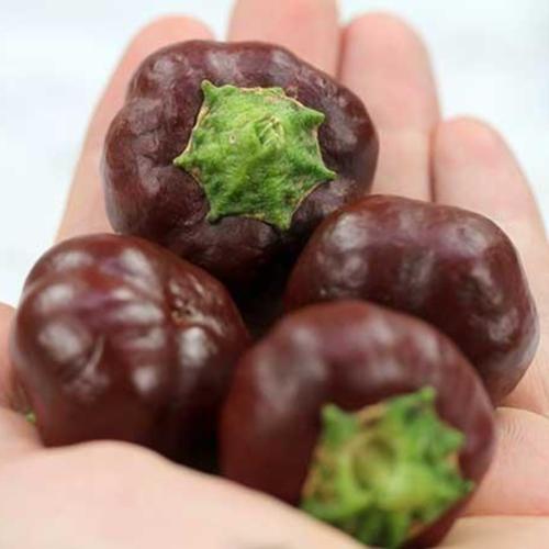 Bell Pepper (Capsicum annuum 'Miniature Chocolate Bell') in the Peppers ...