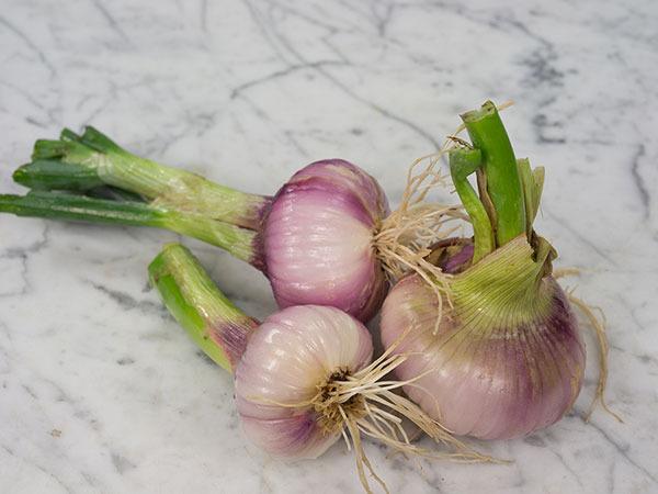 Onion (Allium cepa 'Violet de Galmi') in the Onions Database - Garden.org