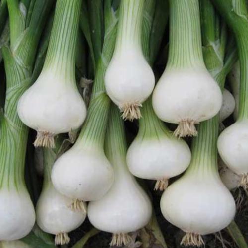 Borettana Onion (Allium cepa 'Bianca di Maggio') in the Onions Database ...
