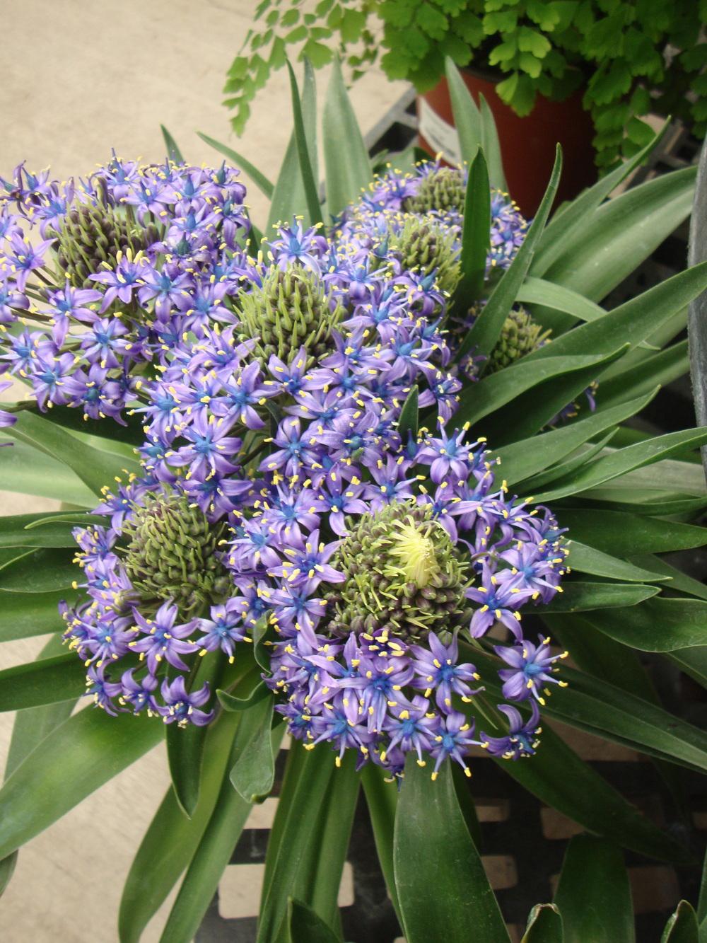 Photo of the entire plant of Peruvian Jacinth (Scilla peruviana ...
