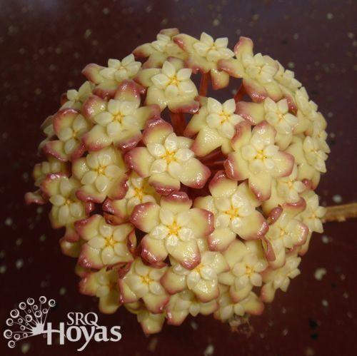 Hoya 'Jennifer' in the Hoyas Database - Garden.org