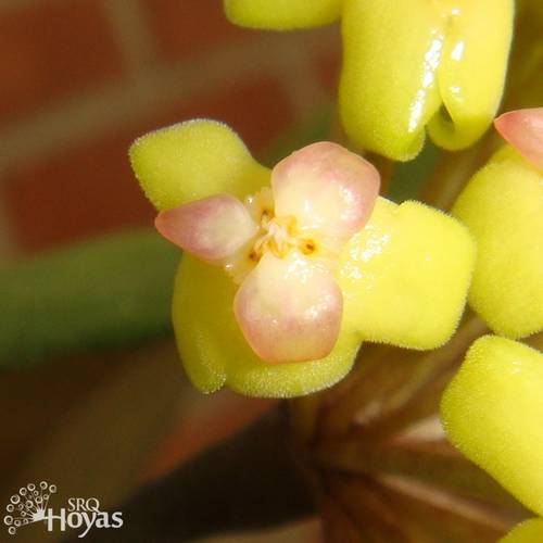 Hoya 'Joy' in the Hoyas Database - Garden.org