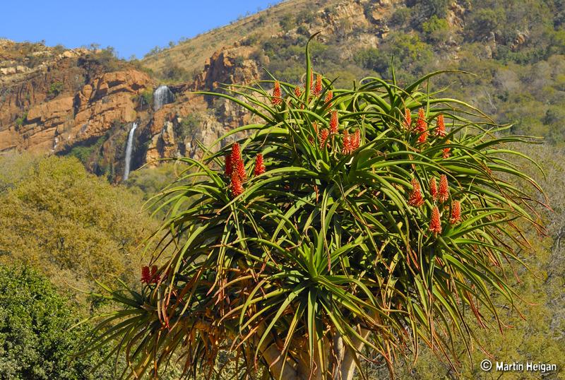 Photo of the habitat view of Giant Tree Aloe (Aloidendron barberae ...