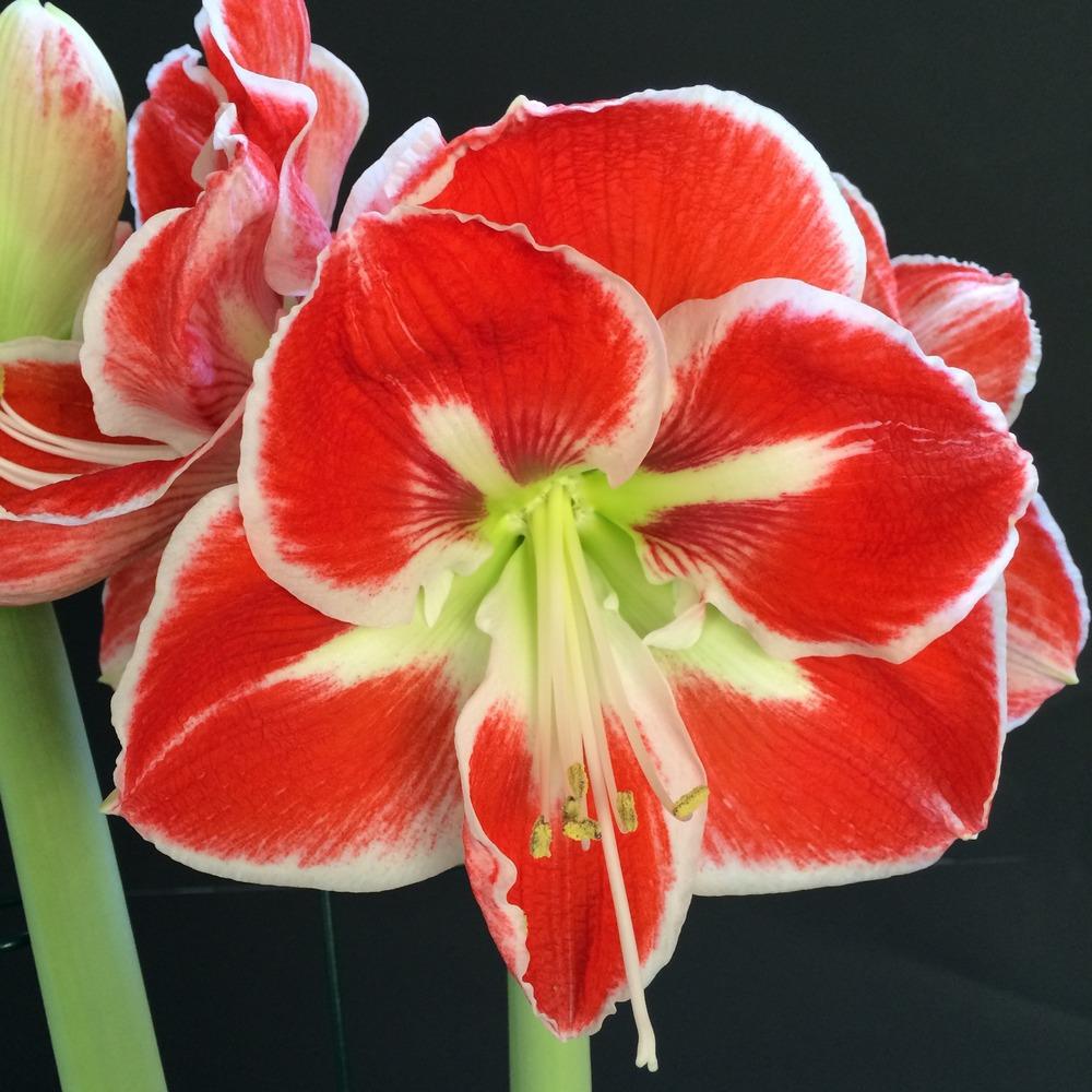 Photo of the bloom of Amaryllis (Hippeastrum 'Samba') posted by fiat ...