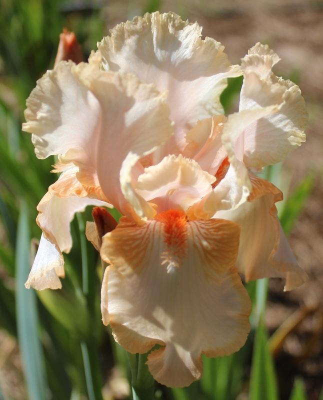 Photo of the bloom of Tall Bearded Iris (Iris 'Candy Counter') posted ...
