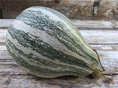 Pumpkin (Cucurbita mixta 'Hindu') in the Gourds, Squashes and Pumpkins ...