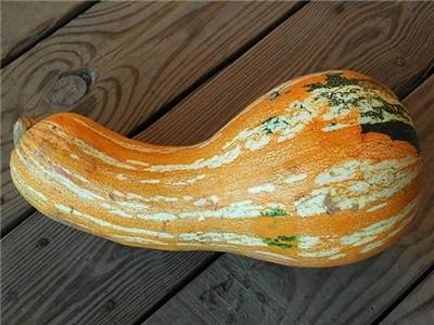 Pumpkin (Cucurbita mixta 'Orange Cushaw') in the Gourds, Squashes and ...
