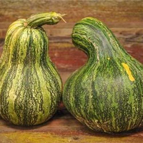 Pumpkin (Cucurbita mixta 'Hopi Cushaw') in the Gourds, Squashes and ...