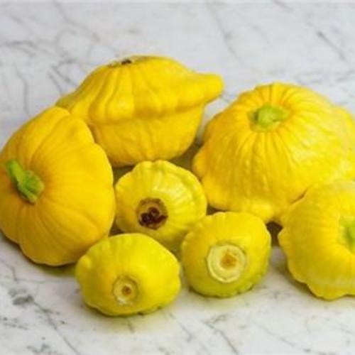 Squash (Cucurbita pepo 'Yellow Scallop') in the Gourds, Squashes and ...
