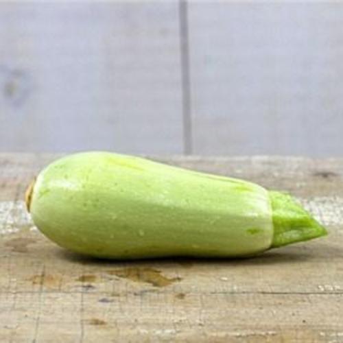 Squash (Cucurbita pepo 'Lebanese White Bush Marrow') in the Gourds ...