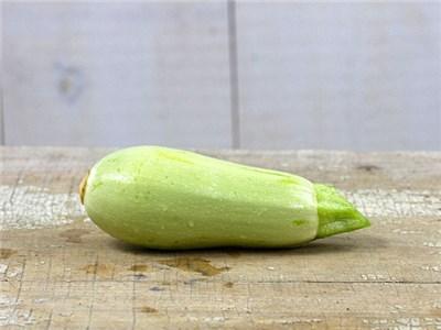 Squash (Cucurbita pepo 'Lebanese White Bush Marrow') in the Gourds ...