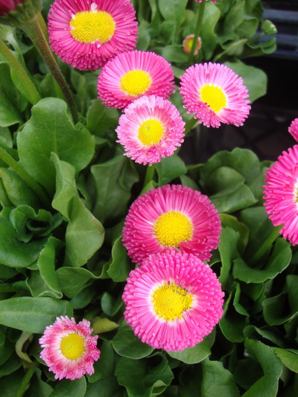 Photo of the bloom of English Daisy (Bellis perennis 'Speedstar Mix ...