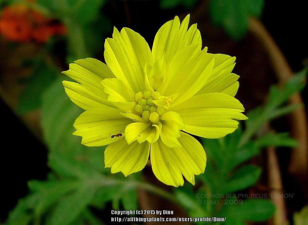 Lemon Cosmos (Cosmos sulphureus 'Limara Lemon') in the Cosmos Database ...