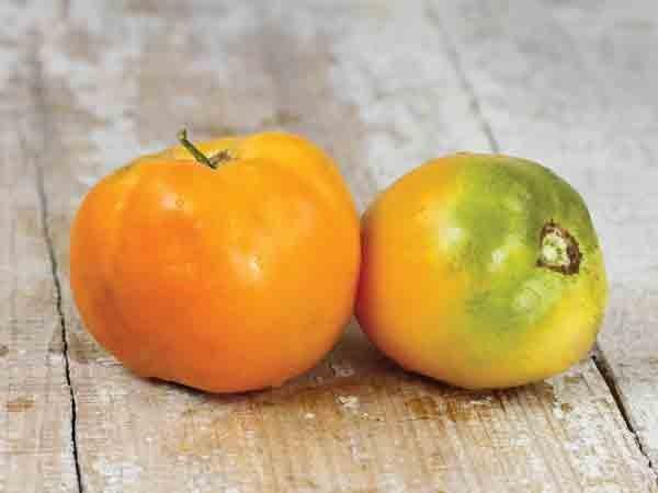 Tomato (Solanum lycopersicum 'Moonglow') in the Tomatoes Database ...
